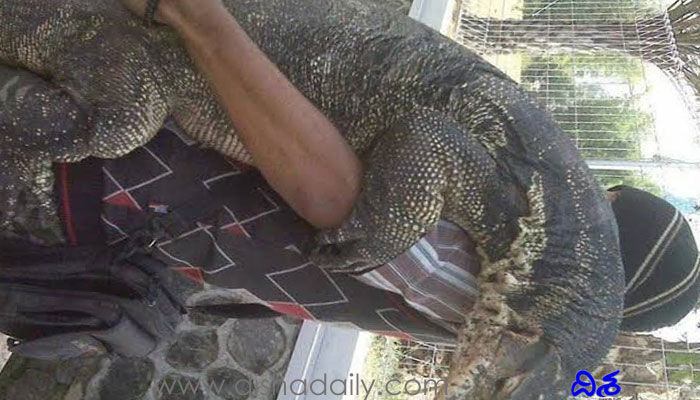 మరీ ఇంత ఘోరమా.. ఉడుముపై యువకుడి అత్యాచారం | Latest Telugu News