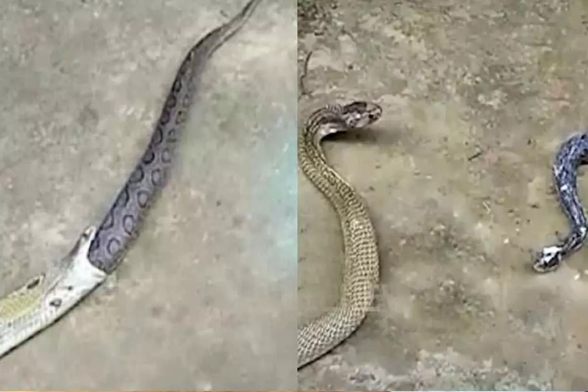 పామును మింగిన పాము... ఆ తర్వాత ఏం జరిగిందంటే..? (వీడియో) | Latest ...