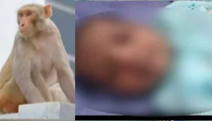 ఏపీలో దారుణం.. పసిపాపను బలి తీసుకున్న కోతి | A monkey killed a baby ...