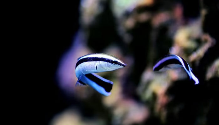 ఫొటోల్లో తమను తాము గుర్తిస్తున్న చేపలు.. | Fish can recognise ...