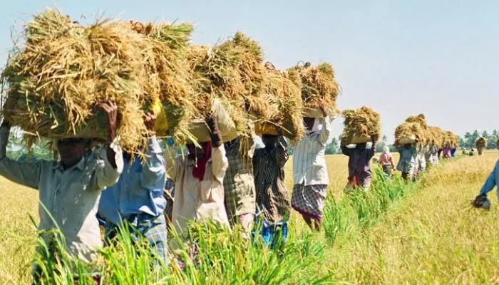 Prakasam: పొలాల్లో భయంకరమైన సీన్.. బెదిరిపోయిన రైతులు | Konda Chiluva ...
