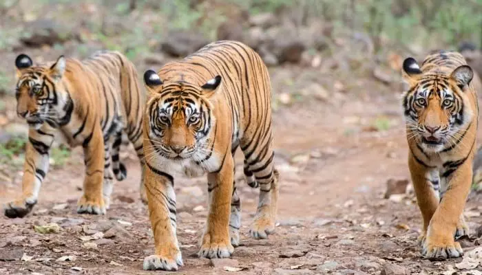 అదిగో మూడు చిరుతలు.. తిమ్మప్ప కొండపై సంచారం | The two leopards on ...
