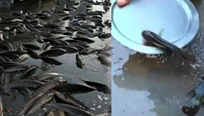Rain of fish : ఒక్కసారిగా కురిసిన చేపల వర్షం.. ఆనందంతో వాటిని ...