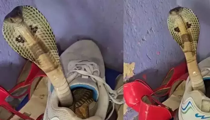 A snake inside a shoe : బయటకు వెళ్లేముందు షూ వేసుకుంటున్నారా?.. ఒక్క ...