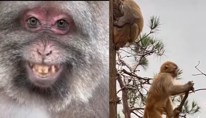 Monkey Viral video: కోతులు కూడా మనుషుల్లాగే నవ్వుతాయా.. సోషల్ మీడియాని ...