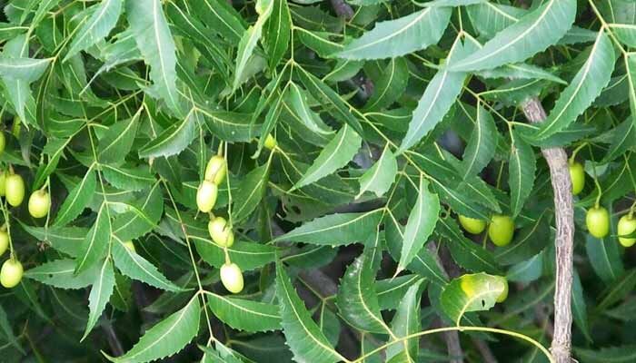 Neem : రోజూ ఉదయాన్నే ఈ ఆకులు తింటే ఆ వ్యాధులన్ని మాయం..!