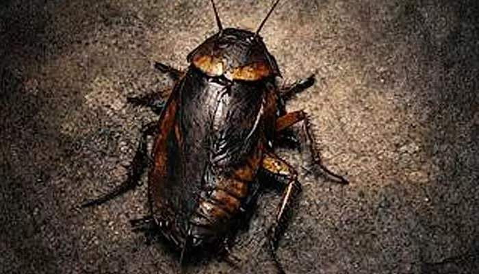 Cockroach Movie Receives 'A' Certificate; Team Warns Sensitive Viewers ...